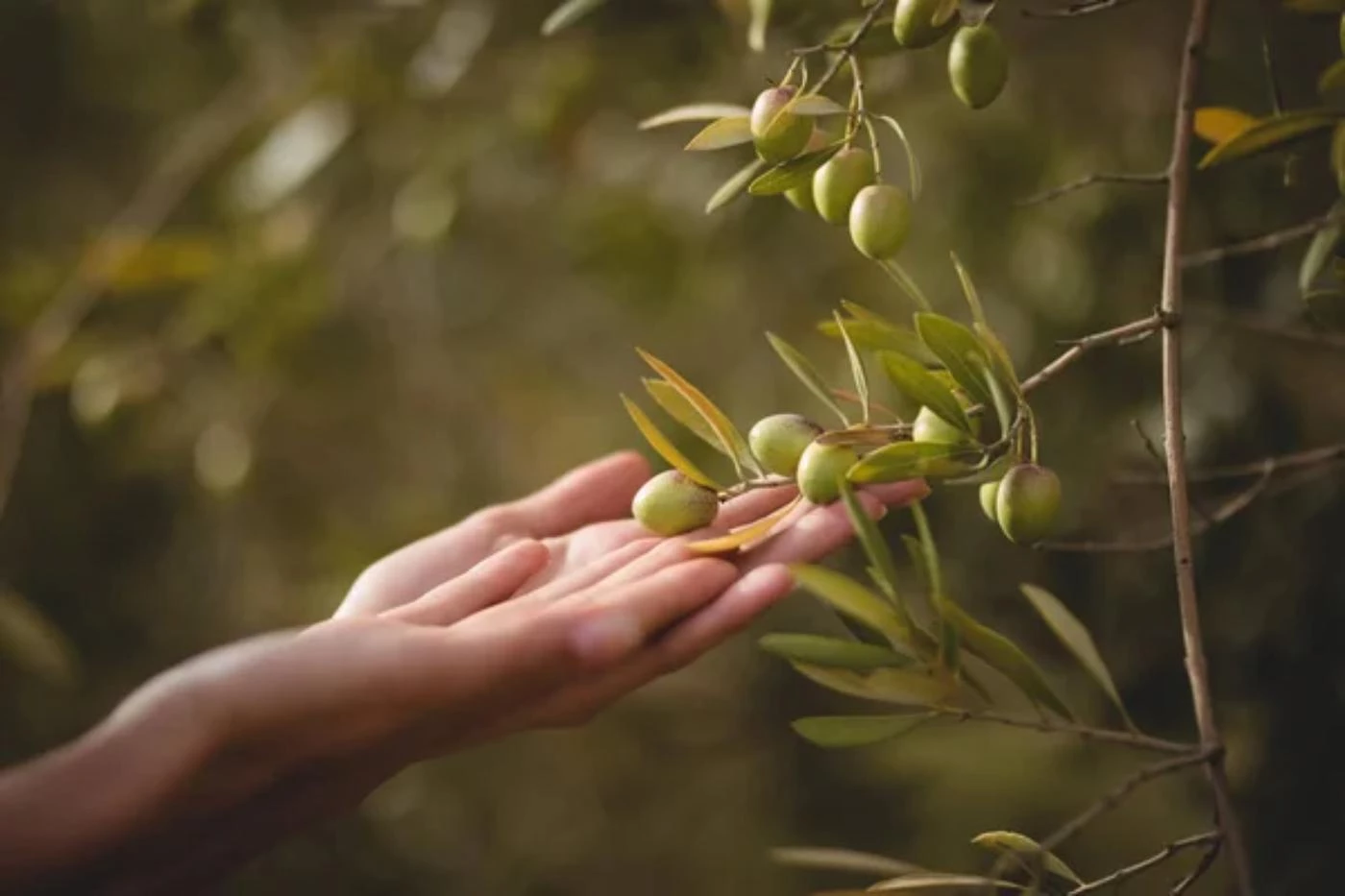 How Profitable Is Olive Farming? Is It a Good Investment? - 🐝 BootstrapBee.com - Actionable ...