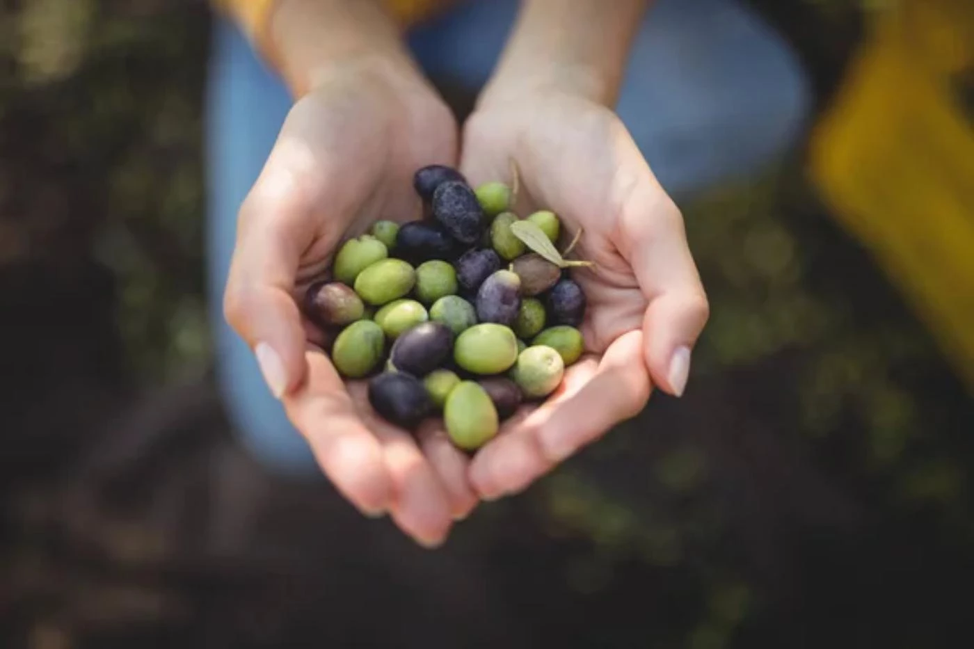 How Profitable Is Olive Farming? Is It a Good Investment? - 🐝 BootstrapBee.com - Actionable ...
