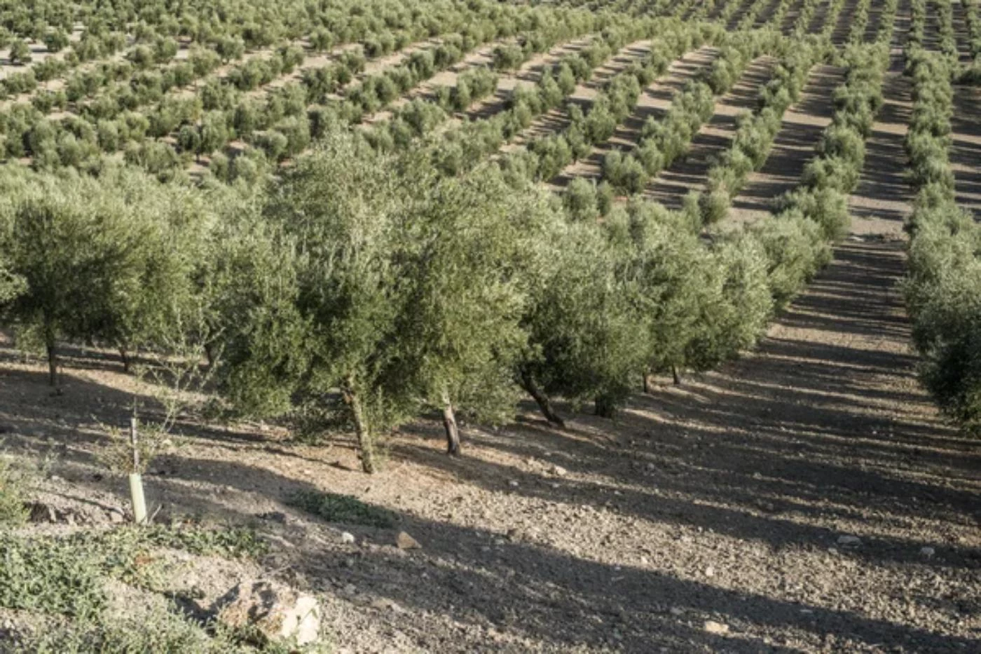 How Profitable Is Olive Farming? Is It a Good Investment? - 🐝 BootstrapBee.com - Actionable ...