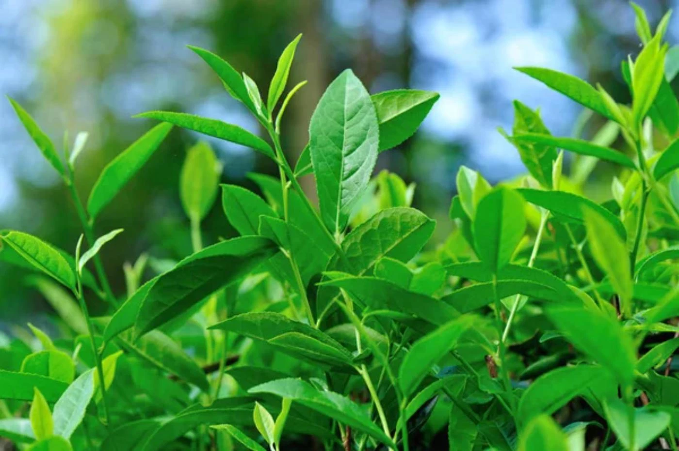 Is Tea Farming Profitable? (Detailed 2024 Breakdown) - 🐝 BootstrapBee ...