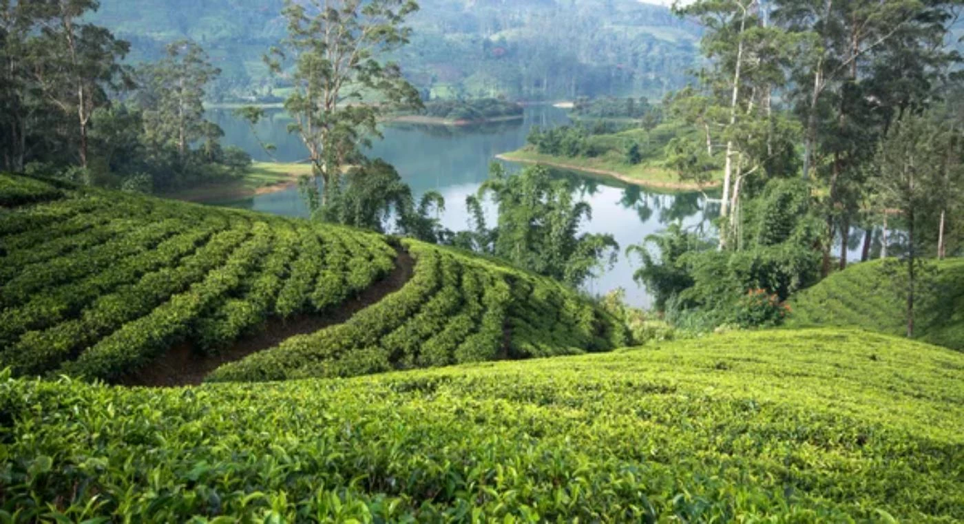 Is Tea Farming Profitable? (Detailed 2024 Breakdown) - 🐝 BootstrapBee ...