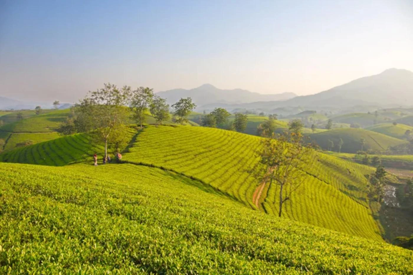 Is Tea Farming Profitable? (Detailed 2024 Breakdown) - 🐝 BootstrapBee.com - Actionable ...