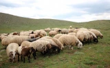 Best Sheep for Smallholding UK (Easiest & Most Profit) - 🐝 BootstrapBee.com - Actionable ...