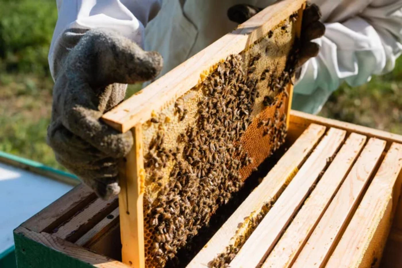 What Type of Farming Is the Most Profitable? - 🐝 BootstrapBee.com ... What Type of Farming Is the Most Profitable? - 🐝 BootstrapBee.com ...