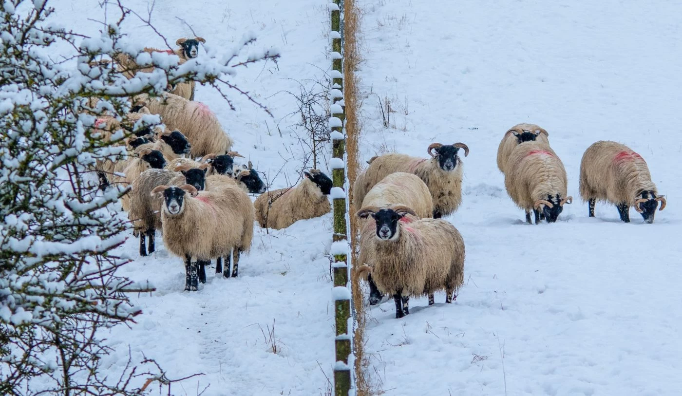 How Many Sheep Per Acre When Winter Grazing? - 🐝 BootstrapBee.com ...