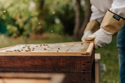 8 Common Types of Beekeeping: Pros & Cons Of Each - 🐝 BootstrapBee.com ...