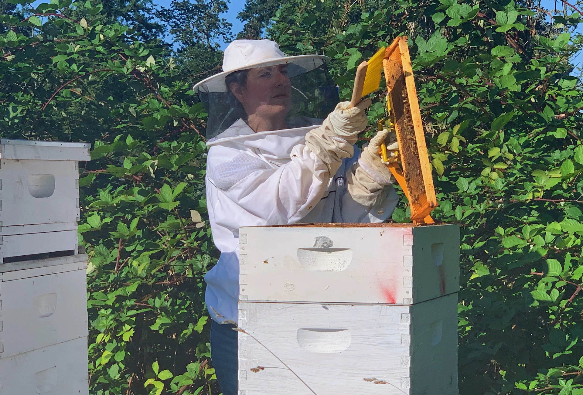 What To Do With an Abandoned Beehive? (Avoid This) - 🐝 BootstrapBee.com - Actionable ...