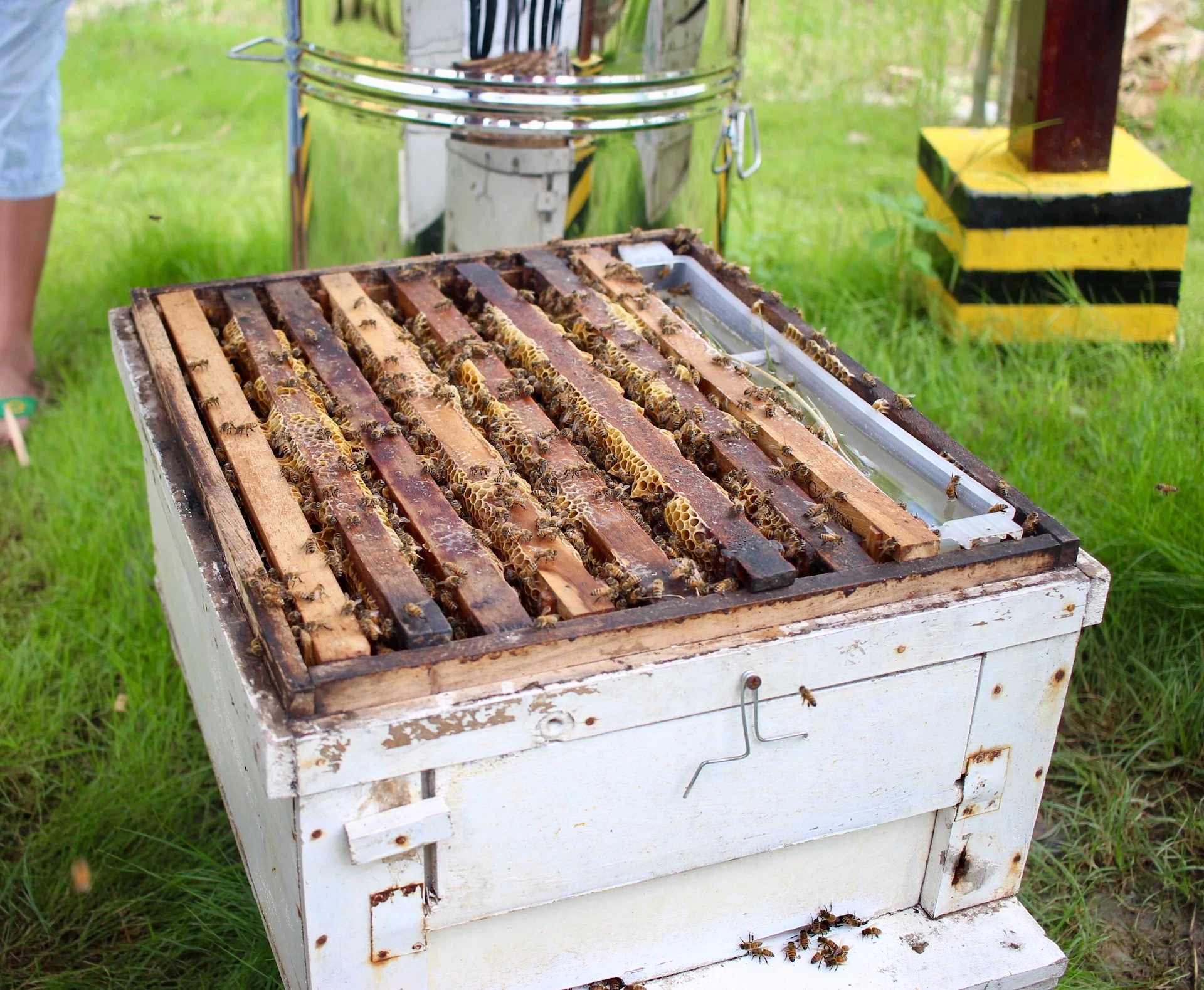 What To Do With an Abandoned Beehive? (Avoid This) - 🐝 BootstrapBee.com - Actionable ...