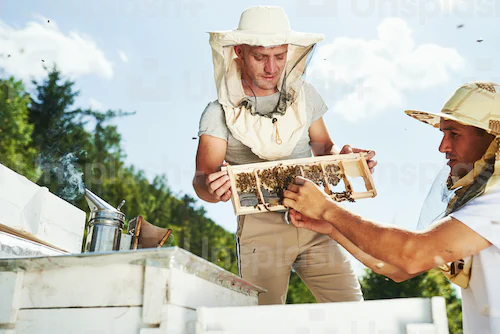 Advantages Of a Double Brood Box Explained (Pros & Cons) - 🐝 BootstrapBee.com - Actionable ...