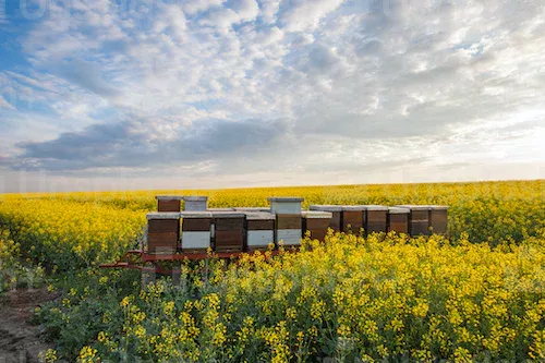 Advantages Of a Double Brood Box Explained (Pros & Cons) - 🐝 BootstrapBee.com - Actionable ...