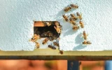 When & How To Wrap Beehives for Winter: 7 Expert Tips - 🐝 BootstrapBee.com - Actionable ...