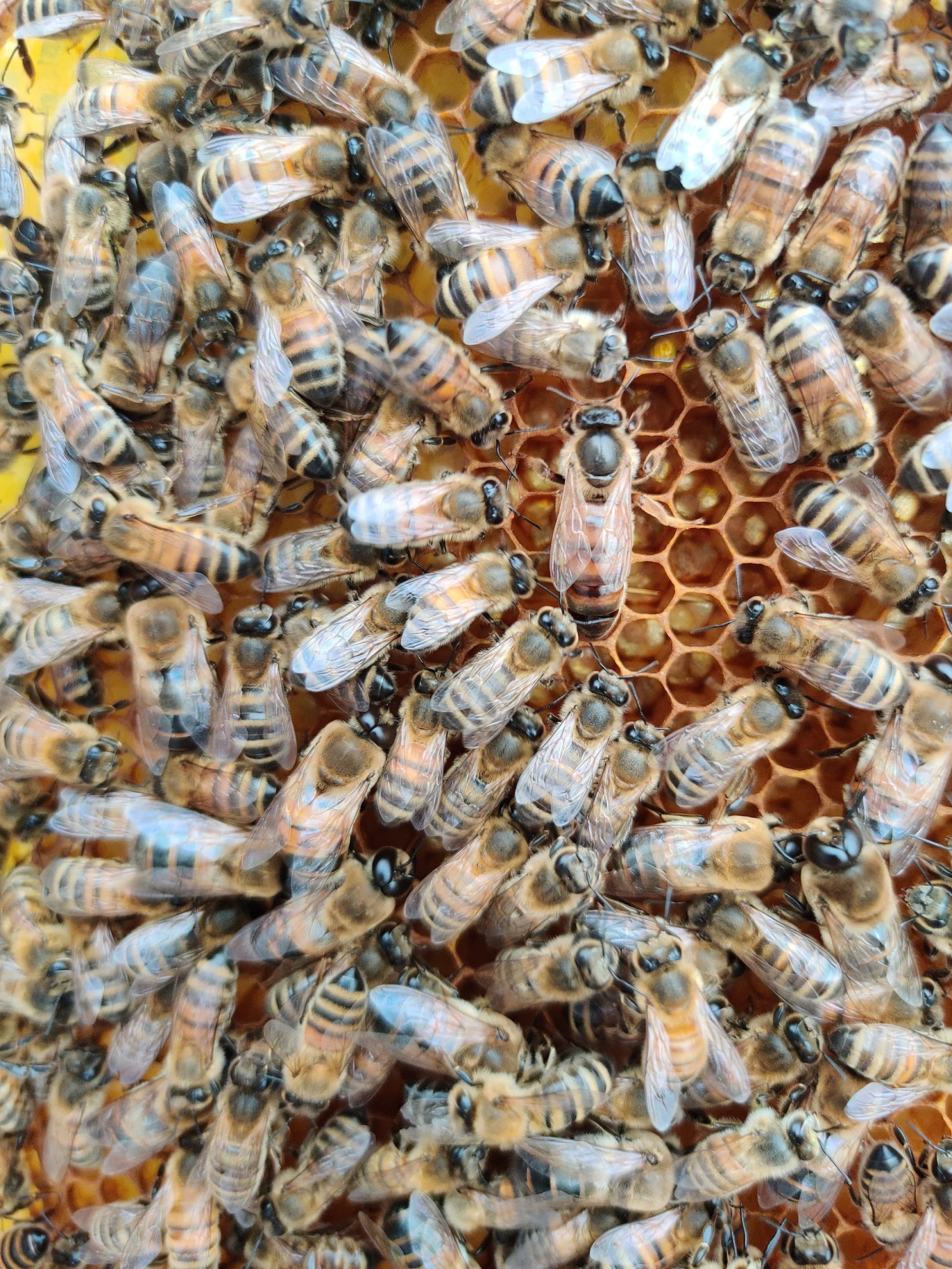 Bee Swarming Signs: What Behavior to Look For & Ignore - 🐝 BootstrapBee.com - Actionable ...