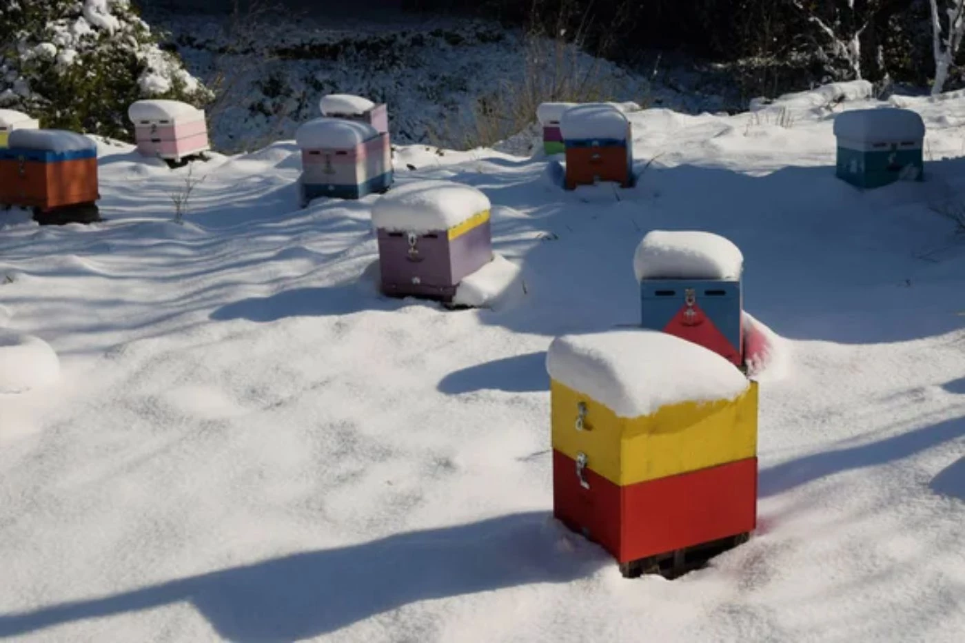 The 3 Best Insulation Materials for Beehives in Winter - 🐝 BootstrapBee ...