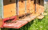 Best Time of Day To Open a Bee Hive (When Not To) - 🐝 BootstrapBee.com - Actionable ...