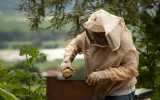 What To Do With an Abandoned Beehive? (Avoid This) - 🐝 BootstrapBee.com - Actionable ...