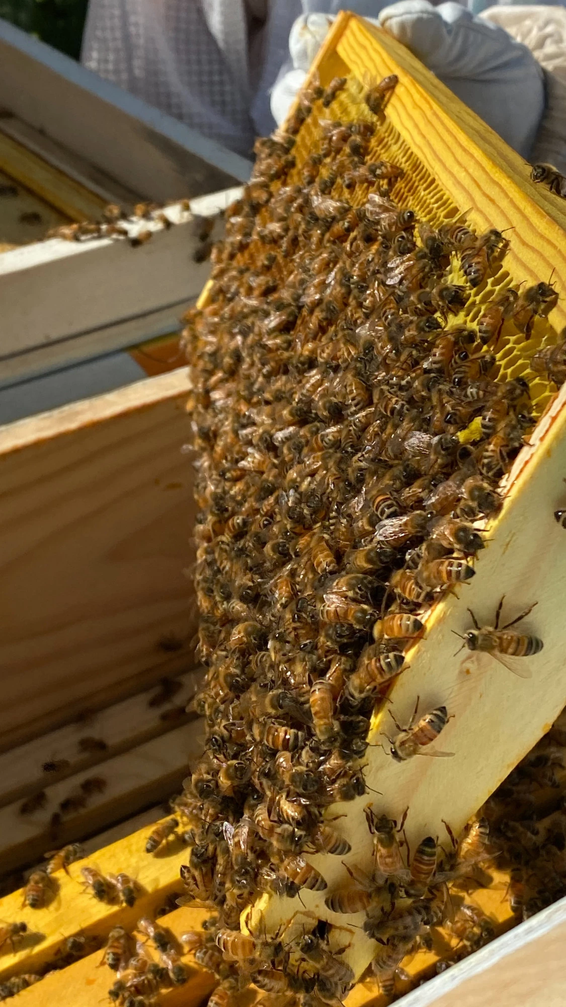 Can You Harvest Honey the First Year? (And When Not To) - 🐝 BootstrapBee.com - Actionable ...