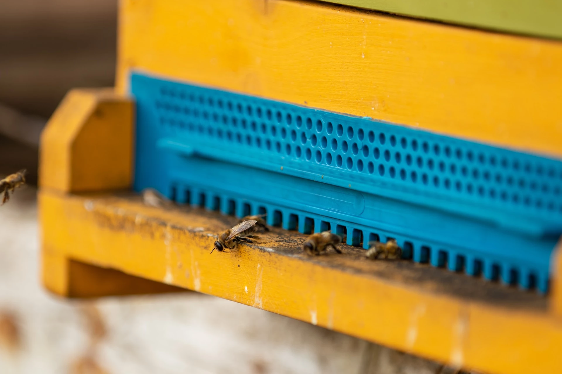 11 Most Overlooked Winter Beekeeping Mistakes - 🐝 BootstrapBee.com - Actionable bootstrapping guides