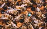 Will Bees Swarm Without a Queen? (And 3 Other Reasons) - 🐝 BootstrapBee.com - Actionable ...