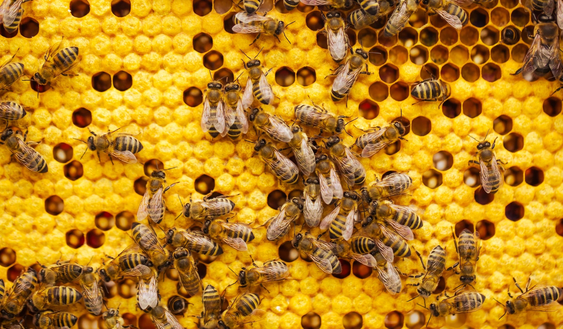 The Difference Between Brood & Honeycomb (4 Differences) - 🐝 BootstrapBee.com - Actionable ...