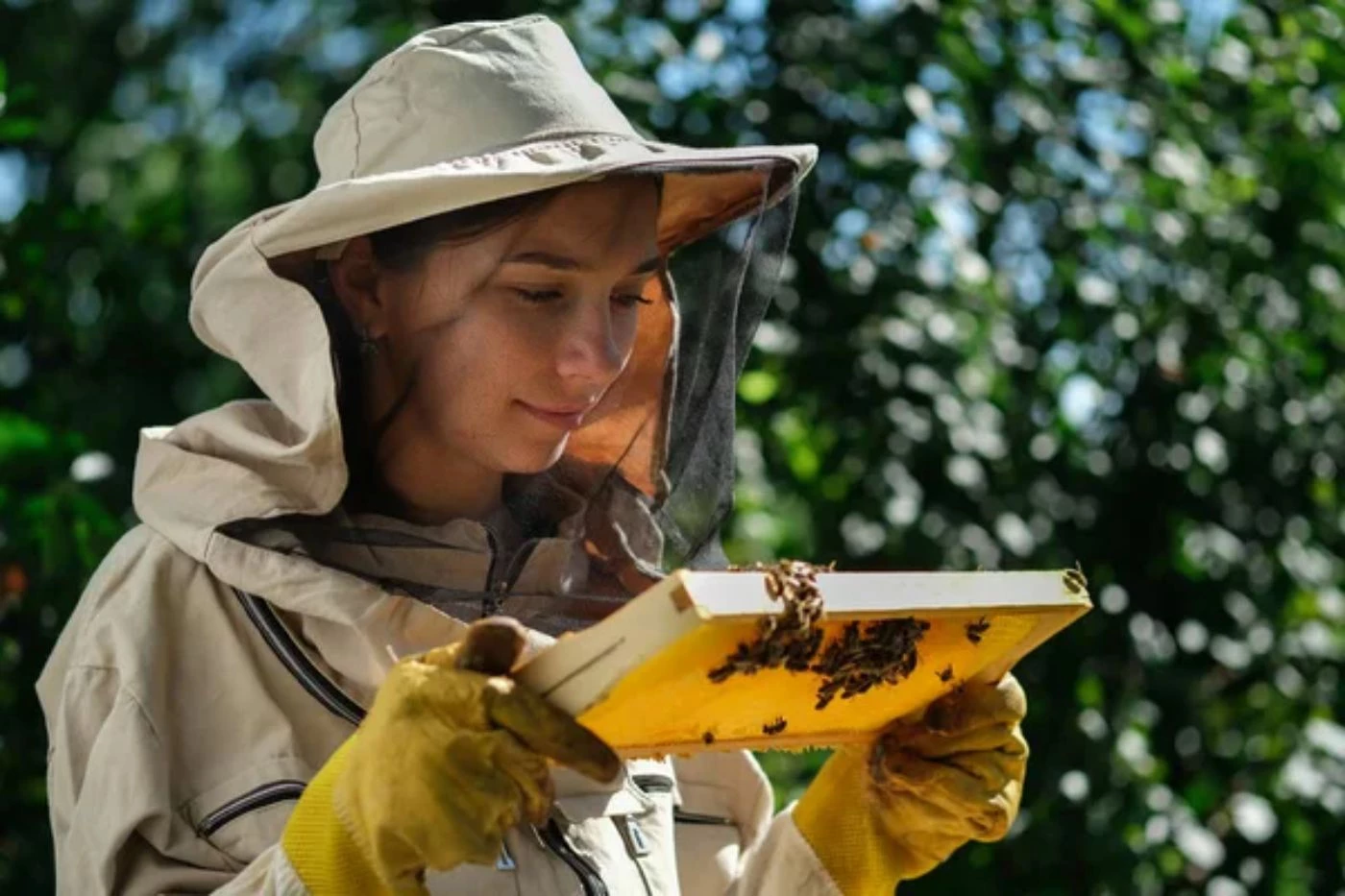 3 Ways to Easily Extract Honey From Wild Comb - 🐝 BootstrapBee.com - Actionable bootstrapping guides