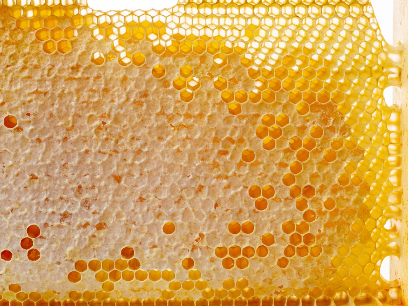 Can You Harvest Honey in October? - 🐝 BootstrapBee.com - Actionable bootstrapping guides