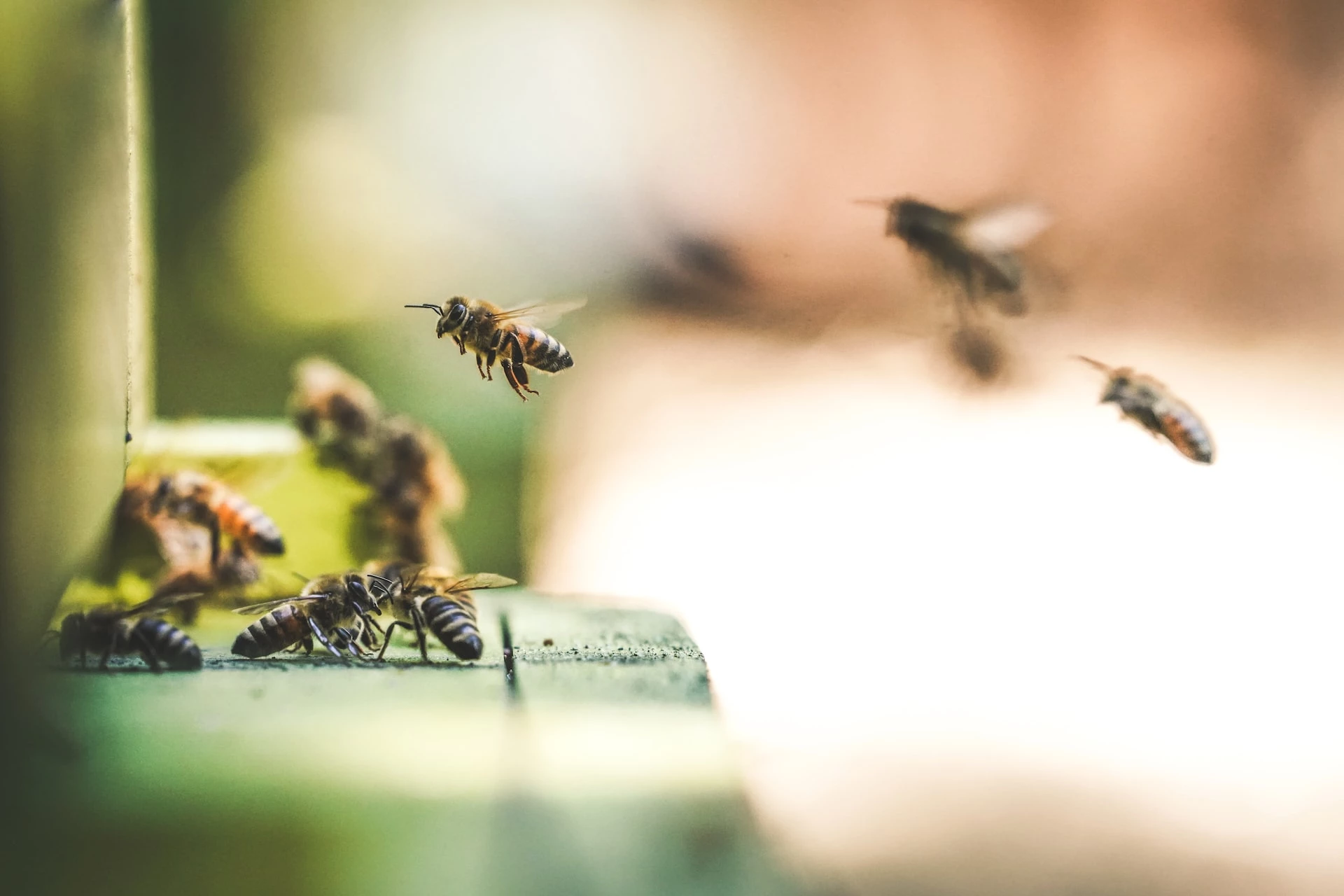 How Many Bees Do You Need to Start a Colony or Hive? - 🐝 BootstrapBee ...