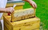 When To Add a Second (or Third) Brood Box - 🐝 BootstrapBee.com - Actionable bootstrapping guides