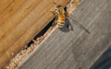 How To Extract Propolis From a Beehive (The Right Way) - 🐝 BootstrapBee.com - Actionable ...