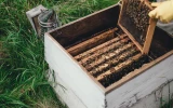 How To Extract Propolis From a Beehive (The Right Way) - 🐝 BootstrapBee.com - Actionable ...