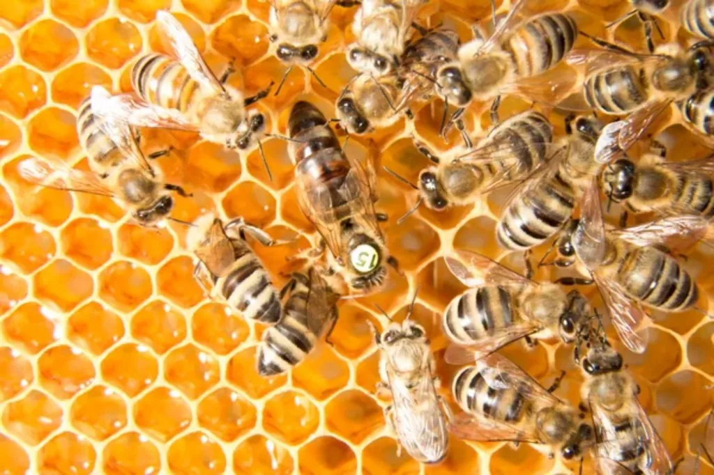 How To Split a Hive with Queen Cells (And Cutting Them Out) - 🐝 ...