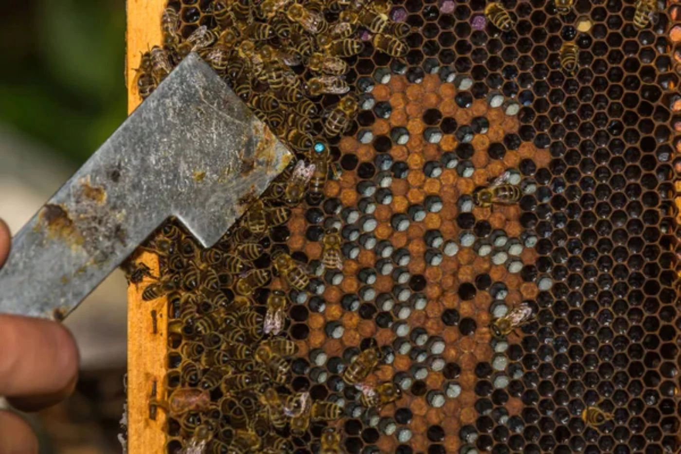 How To Split a Hive with Queen Cells (And Cutting Them Out) - 🐝 BootstrapBee.com - Actionable ...