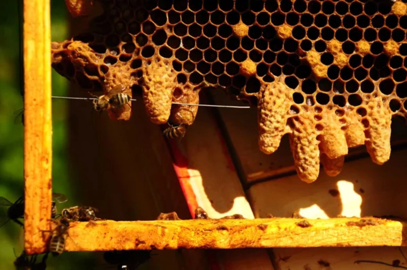 How To Split a Hive with Queen Cells (And Cutting Them Out) - 🐝 BootstrapBee.com - Actionable ...