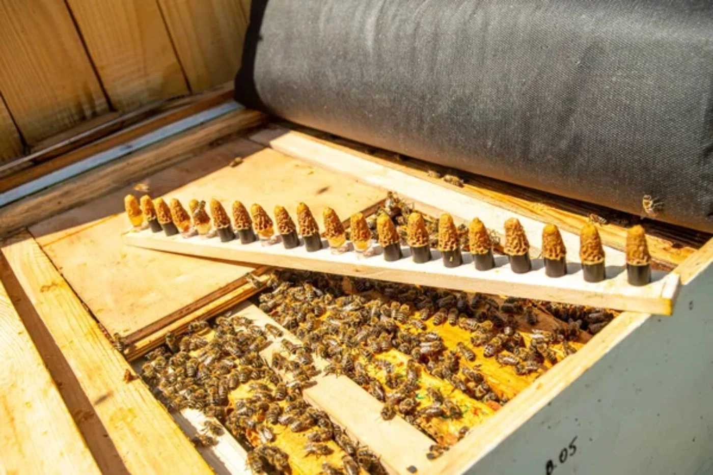 How To Split a Hive with Queen Cells (And Cutting Them Out) - 🐝 BootstrapBee.com - Actionable ...
