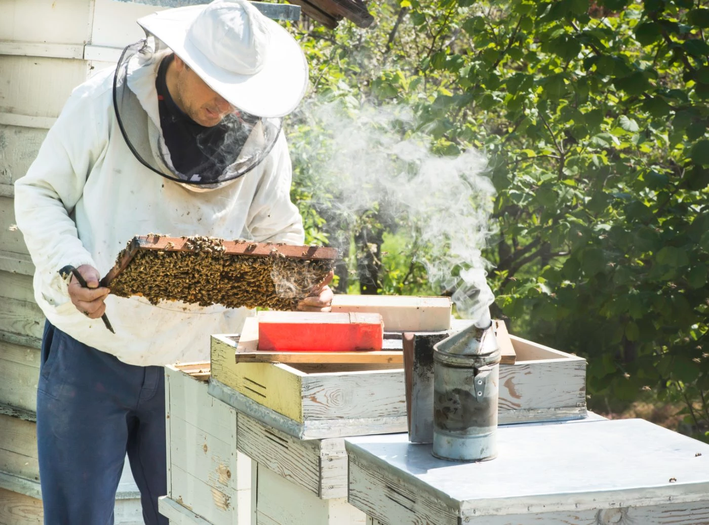 Is Beekeeping Good or Bad For the Environment? (Actually, Both) - 🐝 BootstrapBee.com ...