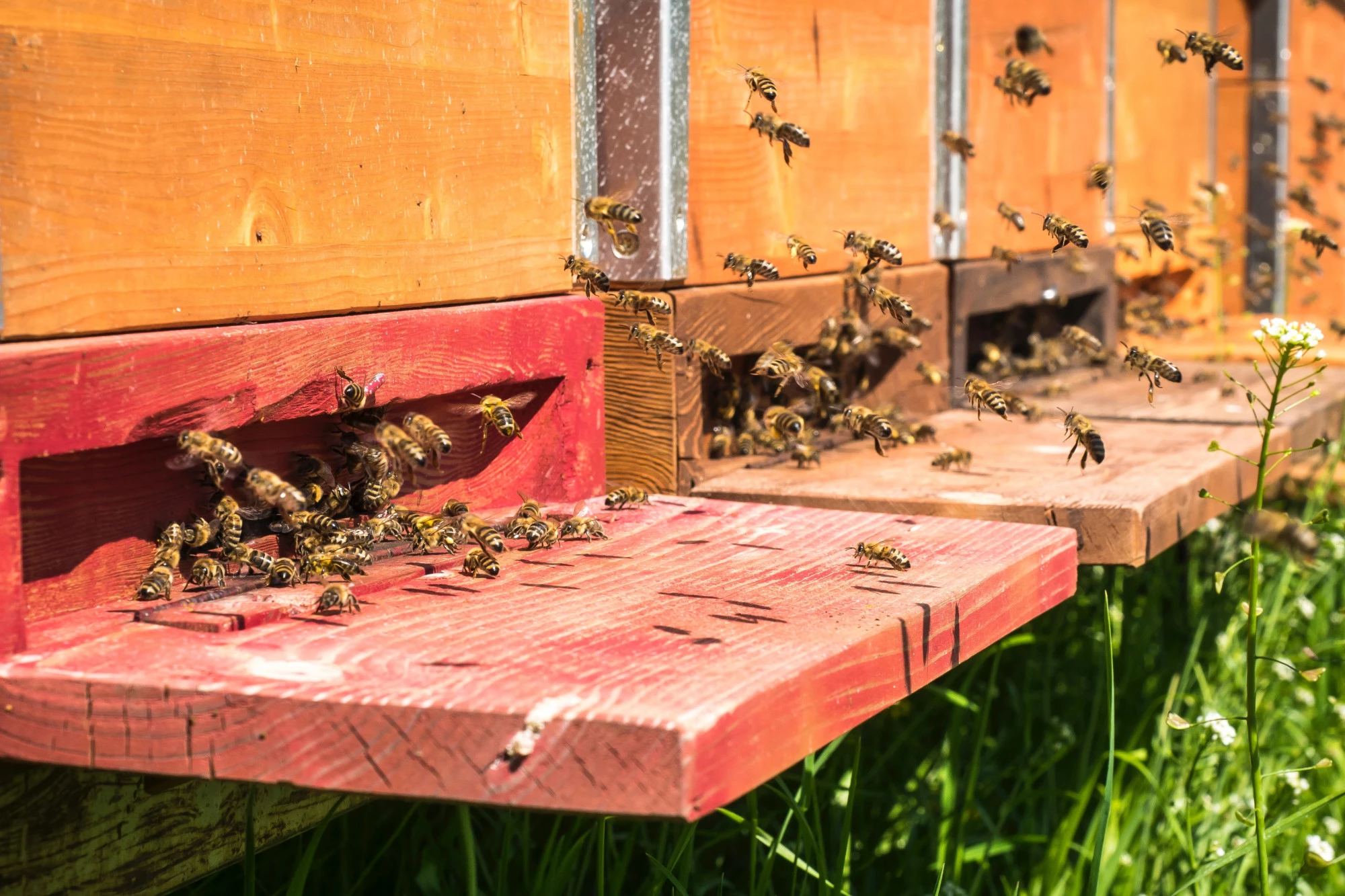 How To Optimize Beehive Temperature in Winter: 7 Tips - 🐝 BootstrapBee.com - Actionable ...