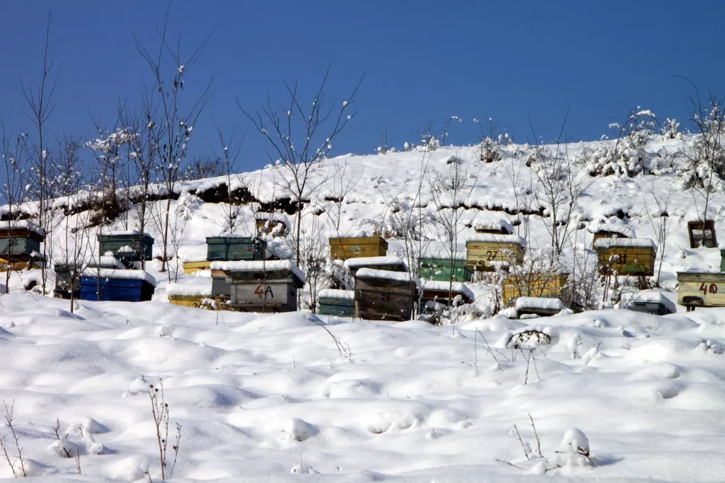 How To Optimize Beehive Temperature in Winter: 7 Tips - 🐝 BootstrapBee.com - Actionable ...