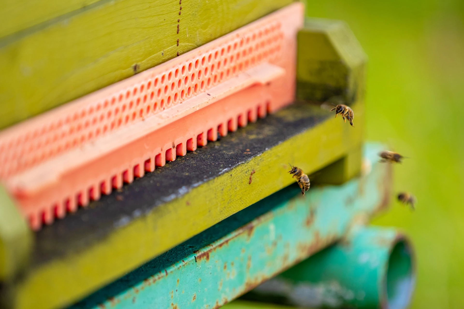 9 Tips for Overwintering Weak Beehives Successfully - 🐝 BootstrapBee.com - Actionable ...