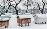 What Happens To Bees In the Winter? - Not What You Think - 🐝 BootstrapBee.com - Actionable ...