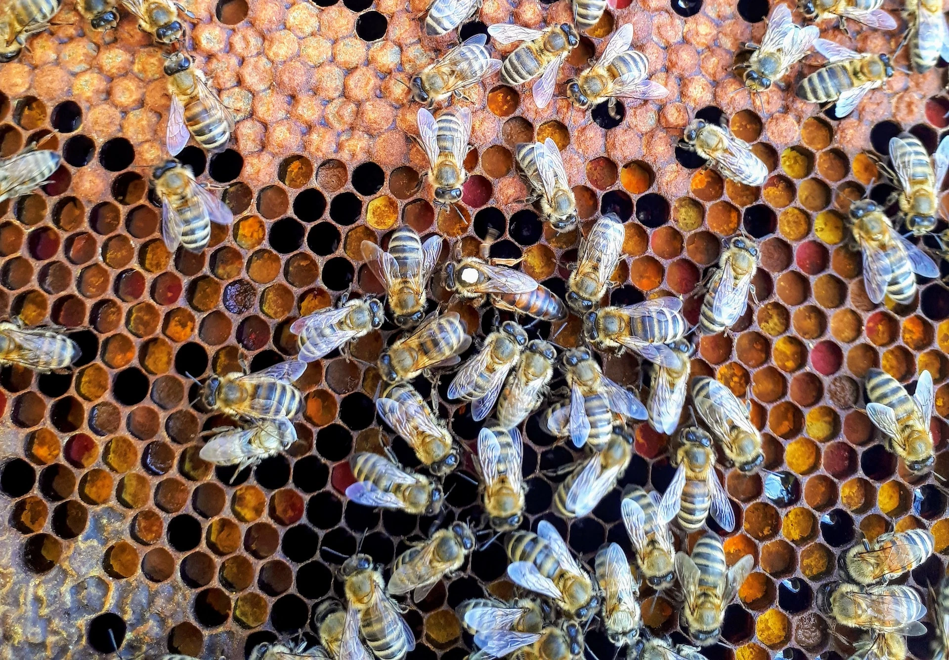 9 Tips for Overwintering Weak Beehives Successfully - 🐝 BootstrapBee.com - Actionable ...