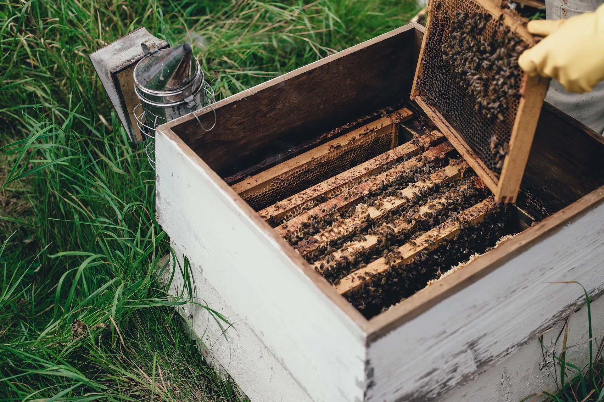 9 Tips for Overwintering Weak Beehives Successfully - 🐝 BootstrapBee.com - Actionable ...