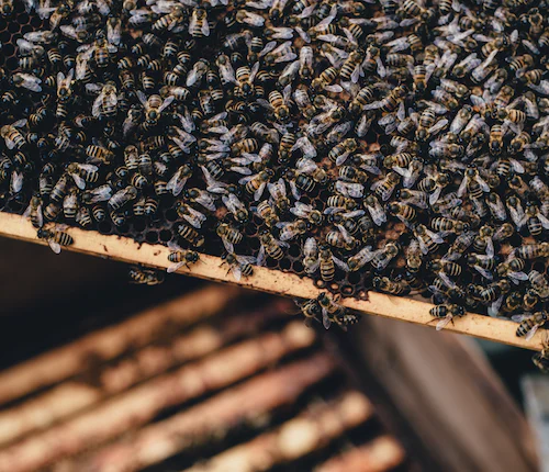 Reuse Beehive Frame Easily & Safely (5 Easy Steps) - 🐝 BootstrapBee.com - Actionable ...