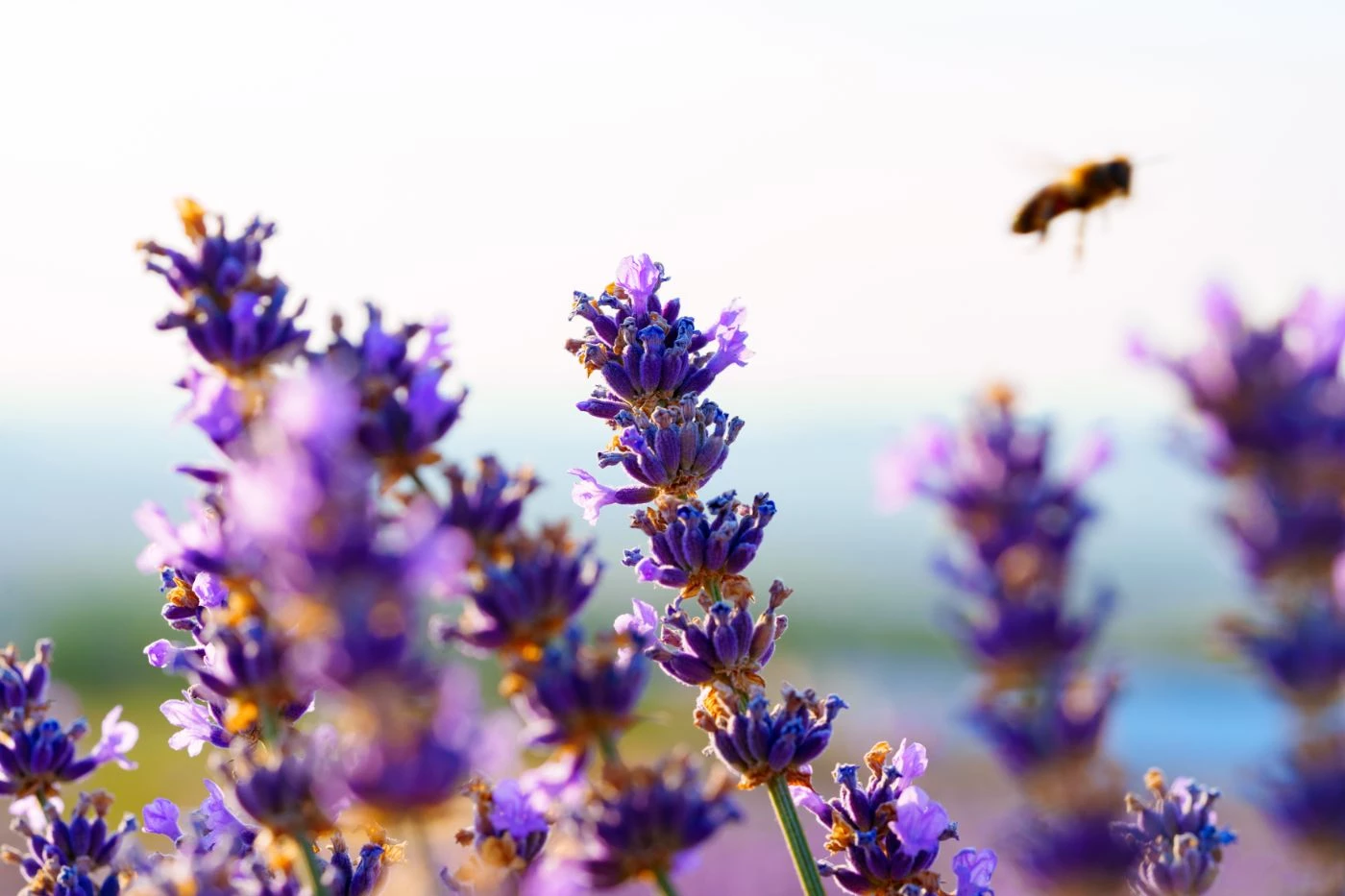When To Stop Feeding Bees Sugar Water? - ๐ BootstrapBee.com ... When To Stop Feeding Bees Sugar Water? - ๐ BootstrapBee.com ...