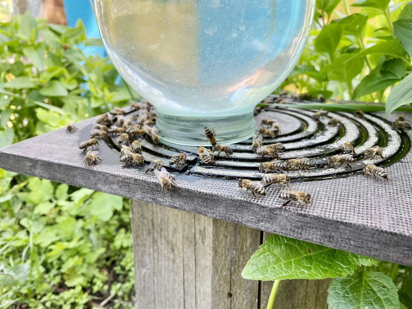 The Ultimate Guide To Beekeeping in Hot Weather - 🐝 BootstrapBee.com - Actionable bootstrapping ...