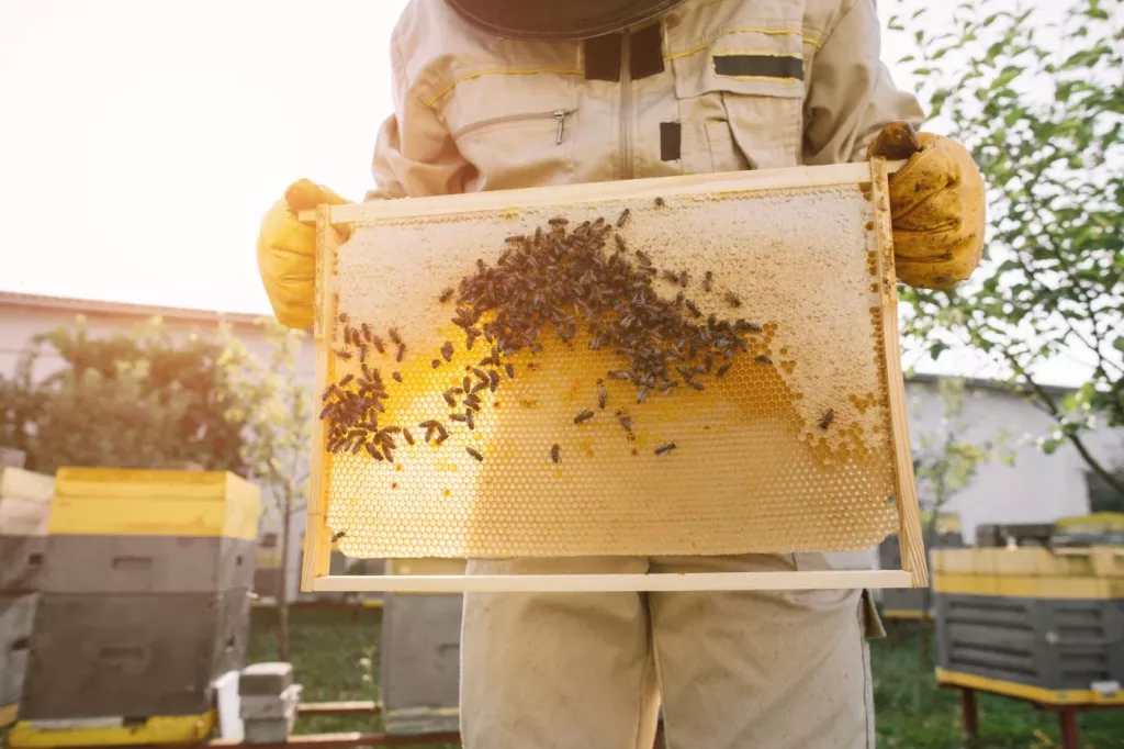 The Ultimate Guide To Beekeeping in Hot Weather - 🐝 BootstrapBee.com - Actionable bootstrapping ...