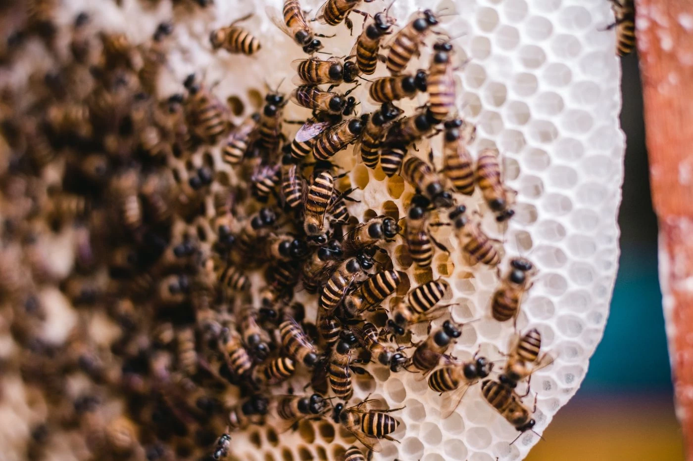Ultimate Guide to Requeening a Hive Successfully Every Time - 🐝 BootstrapBee.com - Actionable ...