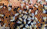 What Happens If The Queen Bee Dies In A Hive? - 🐝 BootstrapBee.com - Actionable bootstrapping guides