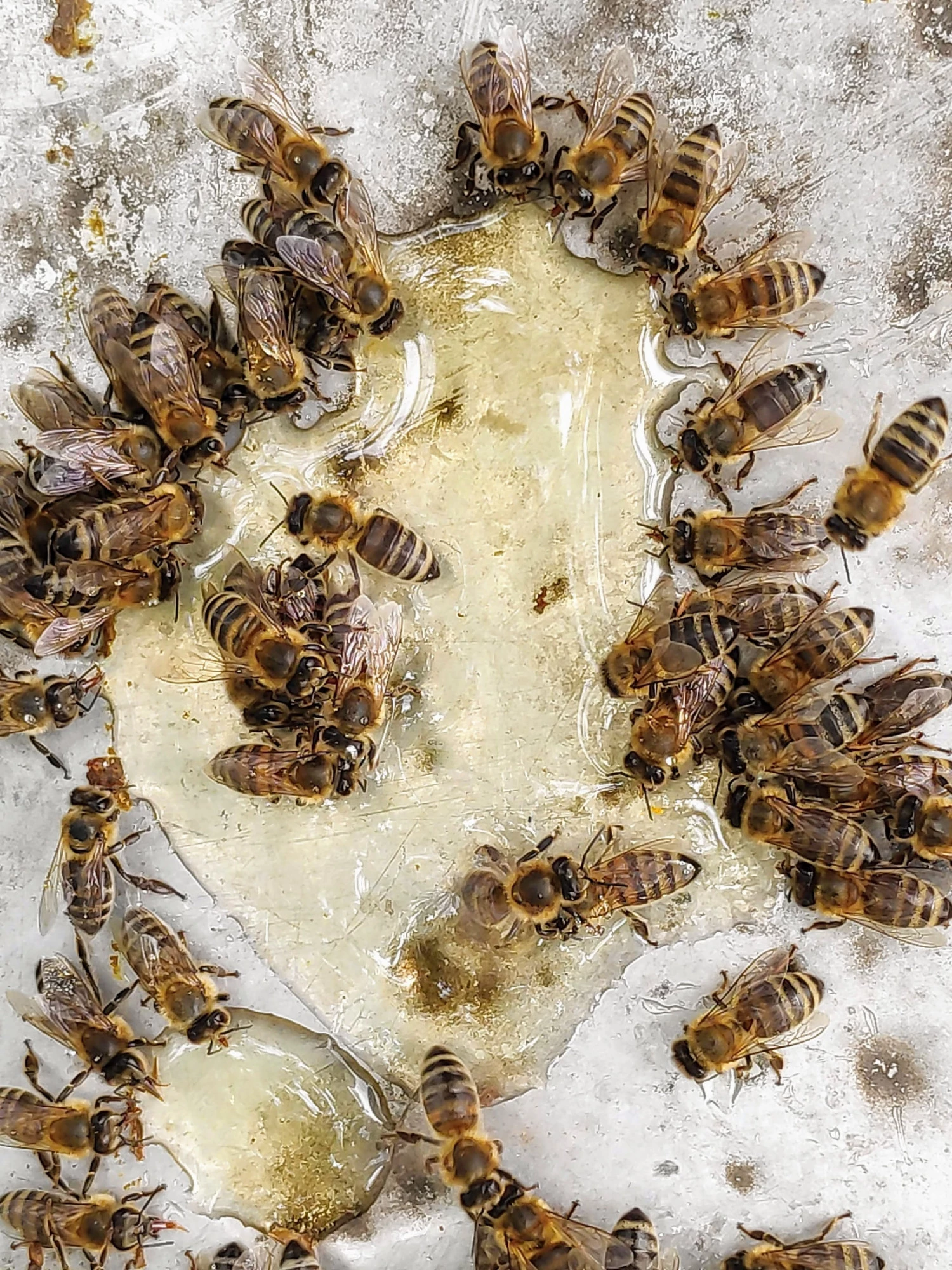 When To Feed Bees Sugar Water (in Summer & Winter) - 🐝 BootstrapBee.com ...