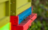 How To Ventilate a Beehive - And What To Avoid - 🐝 BootstrapBee.com - Actionable bootstrapping ...