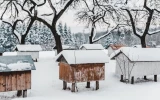 The 3 Best Insulation Materials for Beehives in Winter - 🐝 BootstrapBee.com - Actionable ...