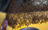 What Happens to Bees Left Behind After Swarming or Moving? - 🐝 BootstrapBee.com - Actionable ...